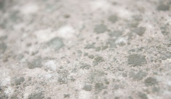 Rising Damp, Fungal Fungus Growth & Mold - Leakbusters